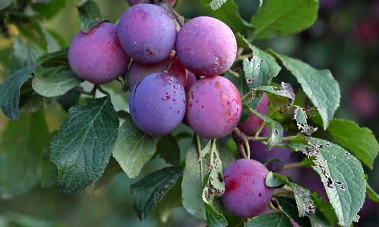 La prune, un fruit savoureux aux bienfaits précieux - NewsMAG